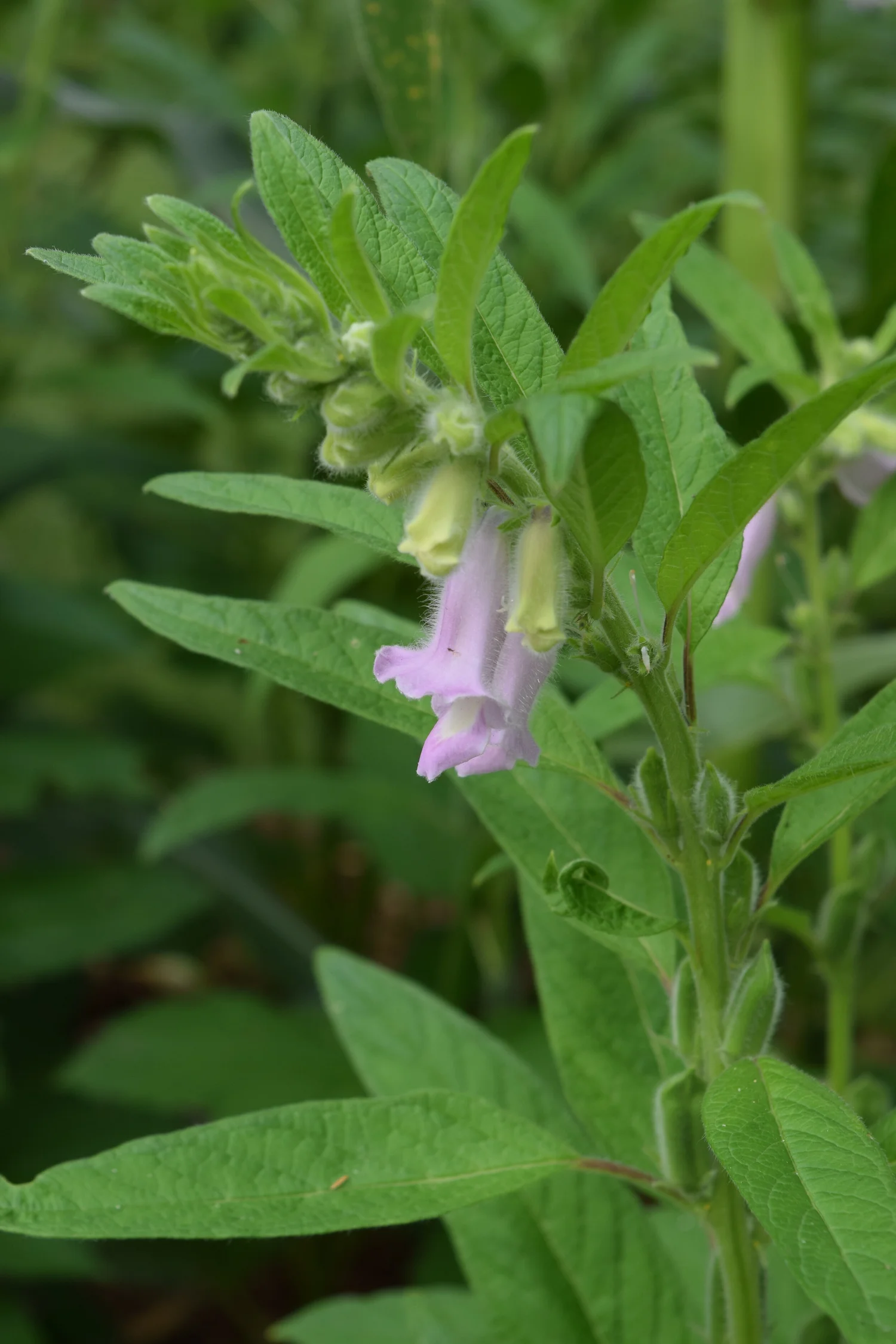 Growing Sesame — Brie Grows