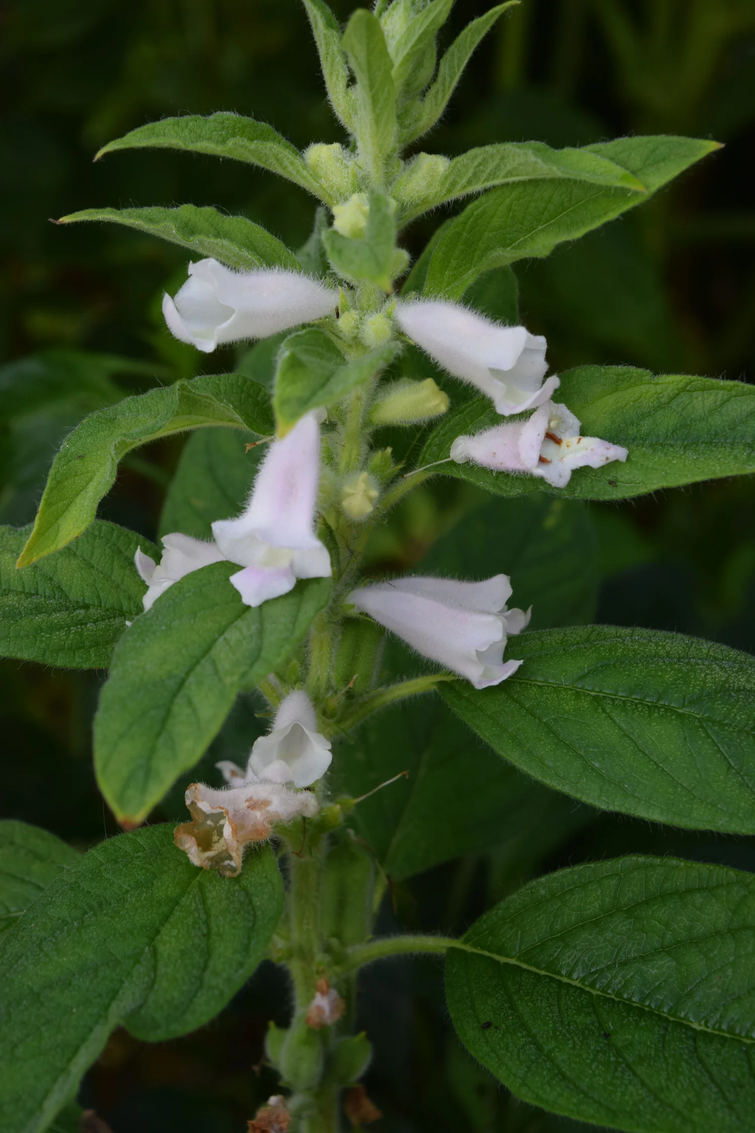 Growing Sesame — Brie Grows