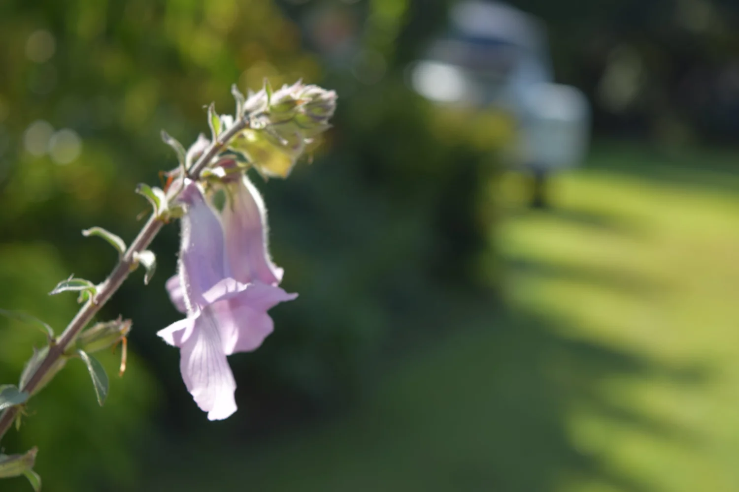 Growing Sesame — Brie Grows