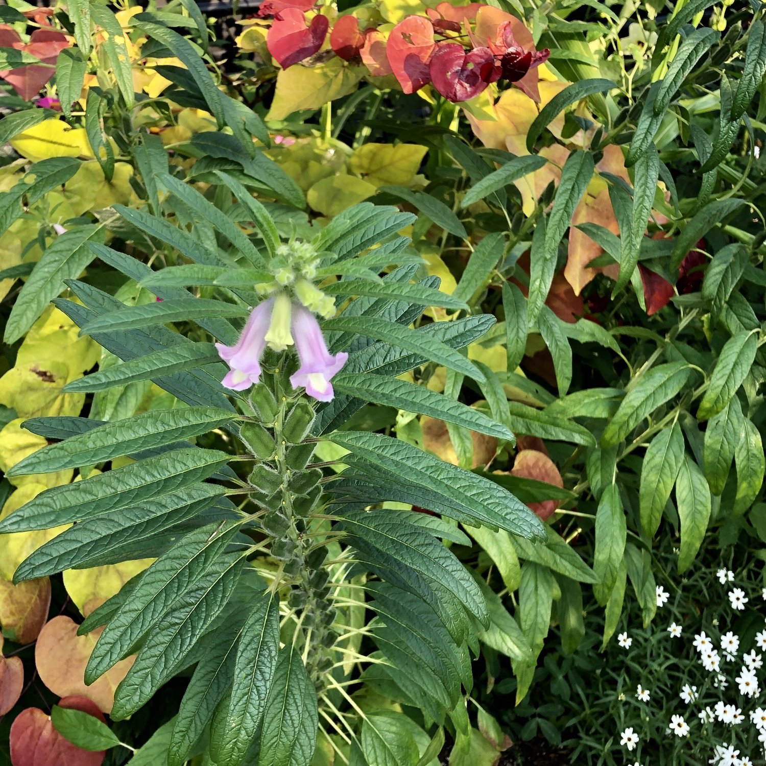 Growing Sesame — Brie Grows