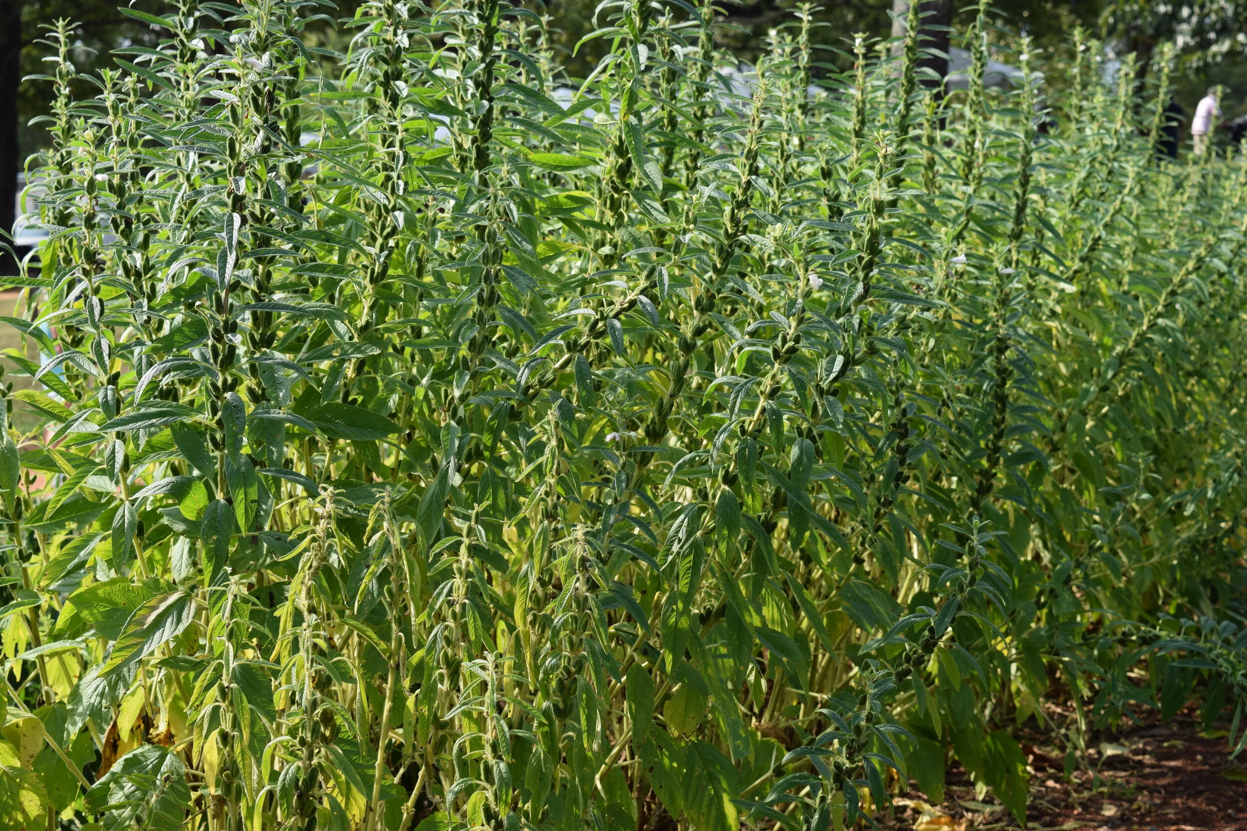 Growing Sesame — Brie Grows