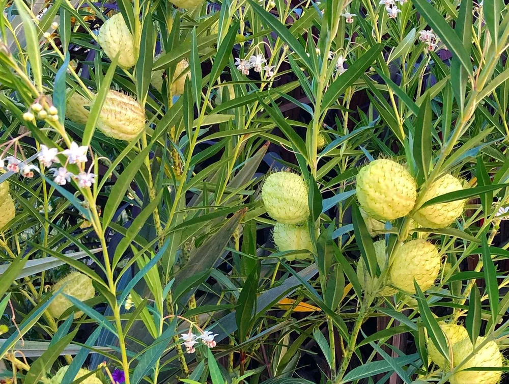 Growing Gomphocarpus — Brie Grows