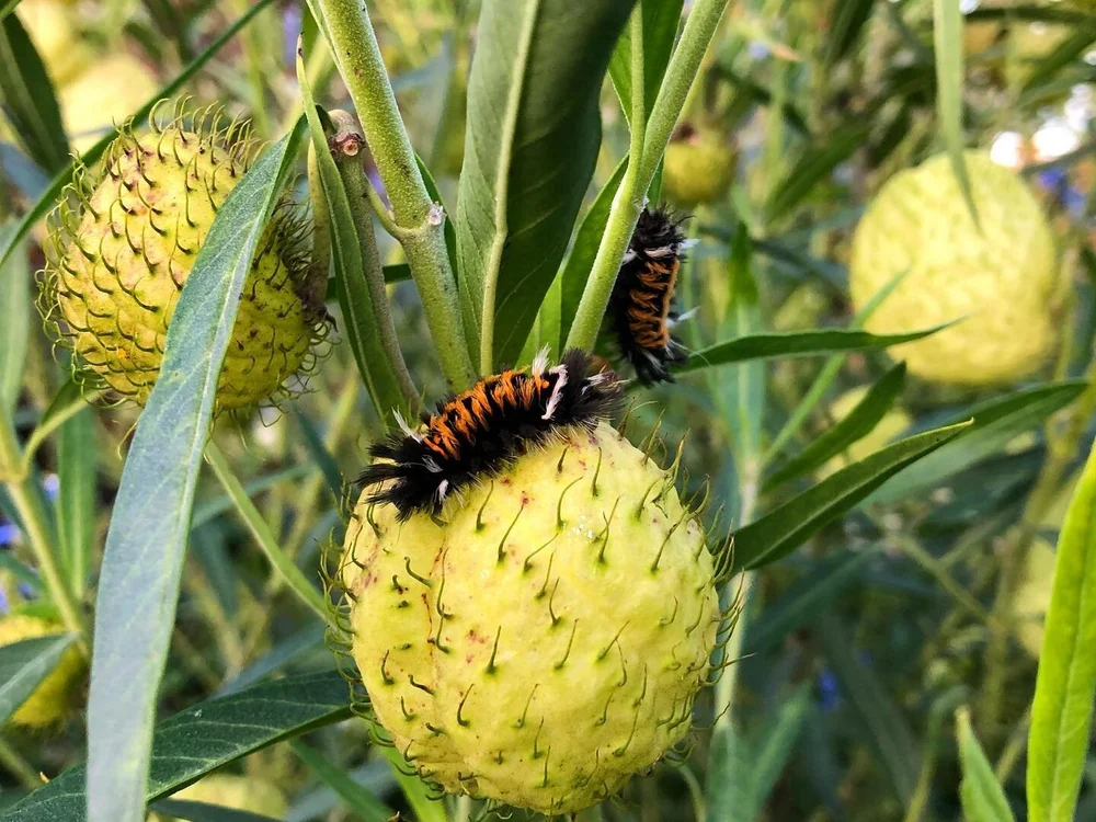 Growing Gomphocarpus — Brie Grows