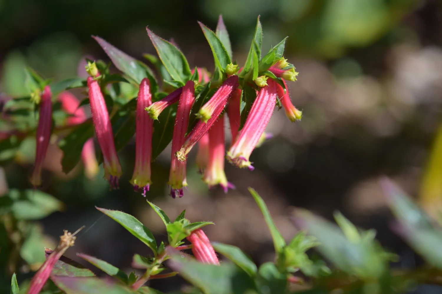 Growing Cuphea — Brie Grows