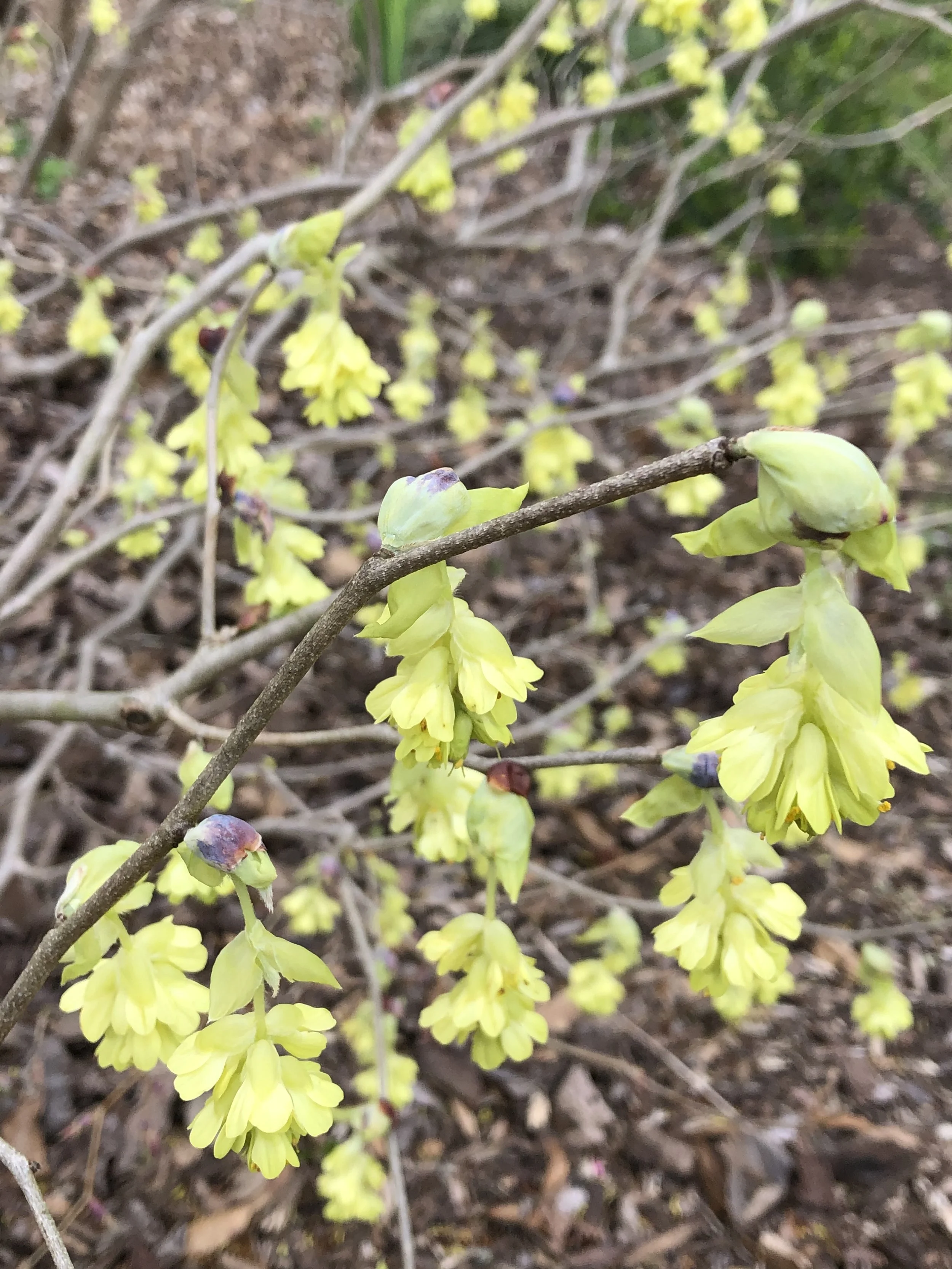 Growing Winter Hazel — Brie Grows