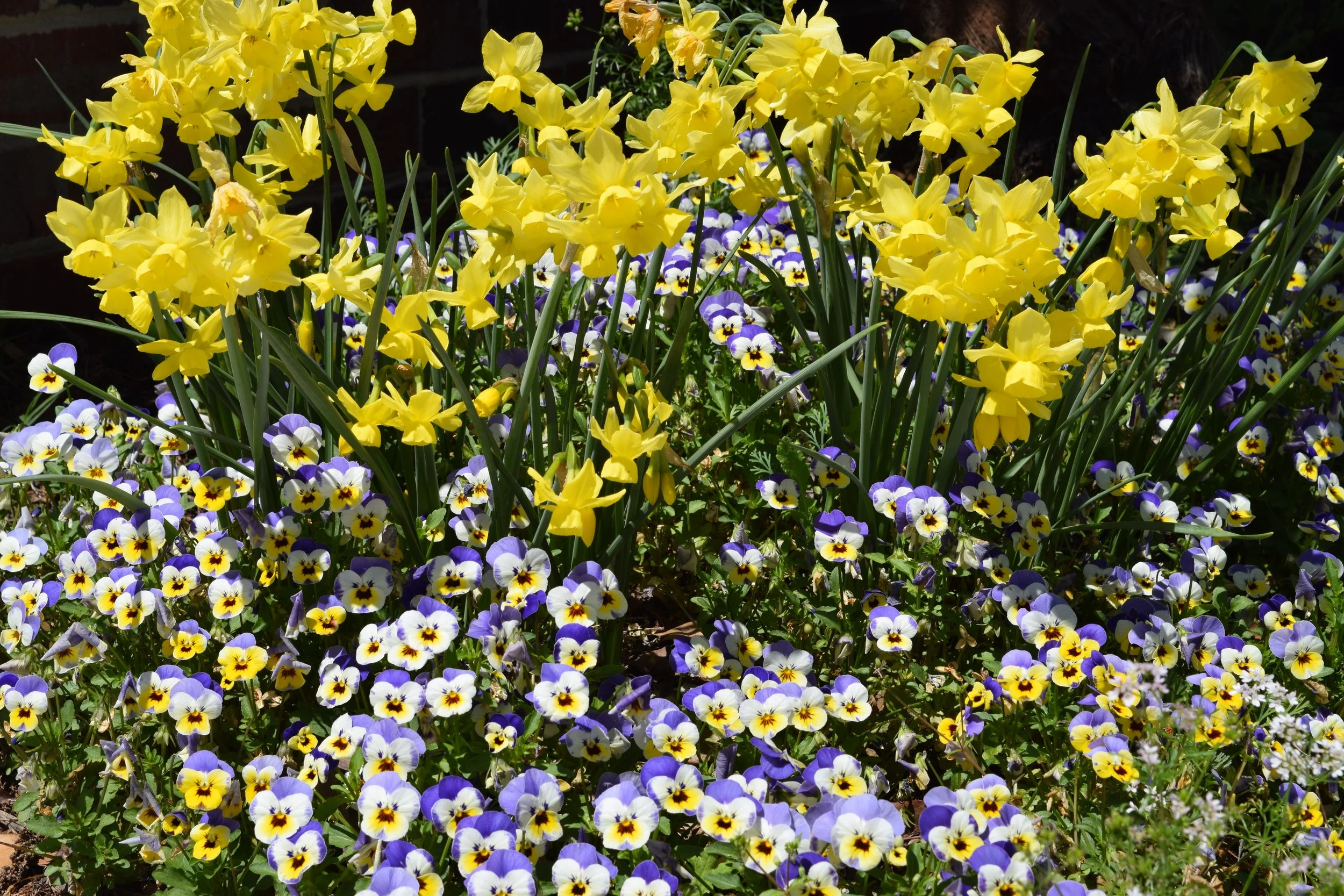 Carolina Garden House Native Planting — Brie Grows