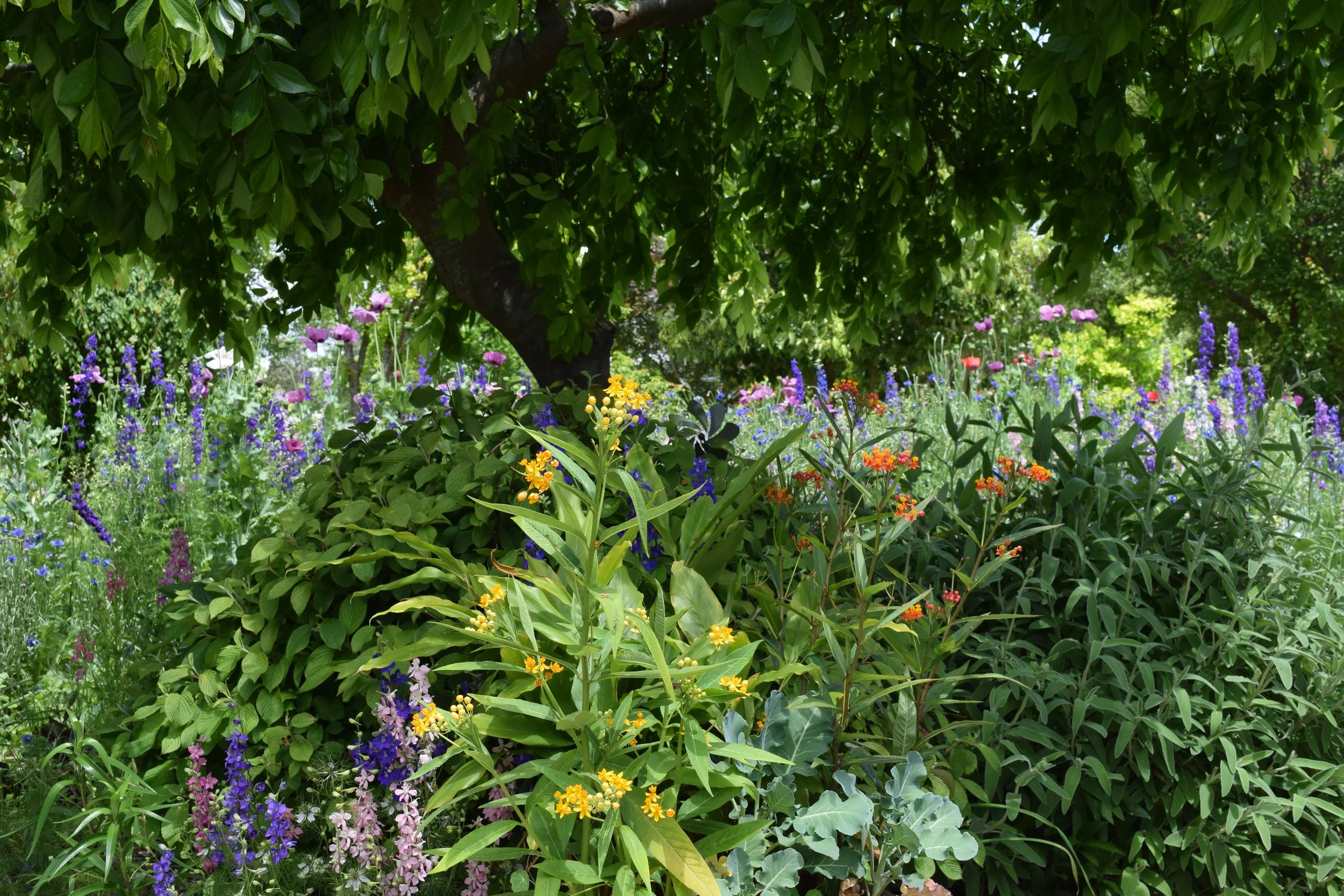 May Garden Pictures 2023 — Brie Grows