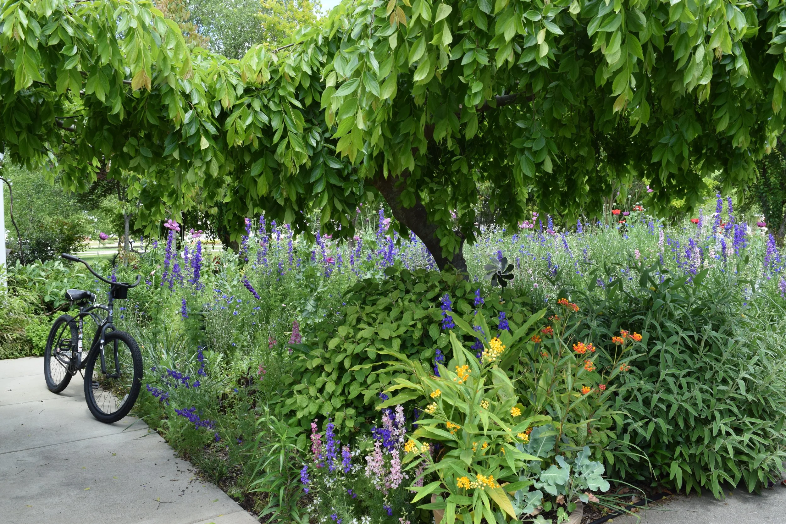 May Garden Pictures 2023 — Brie Grows