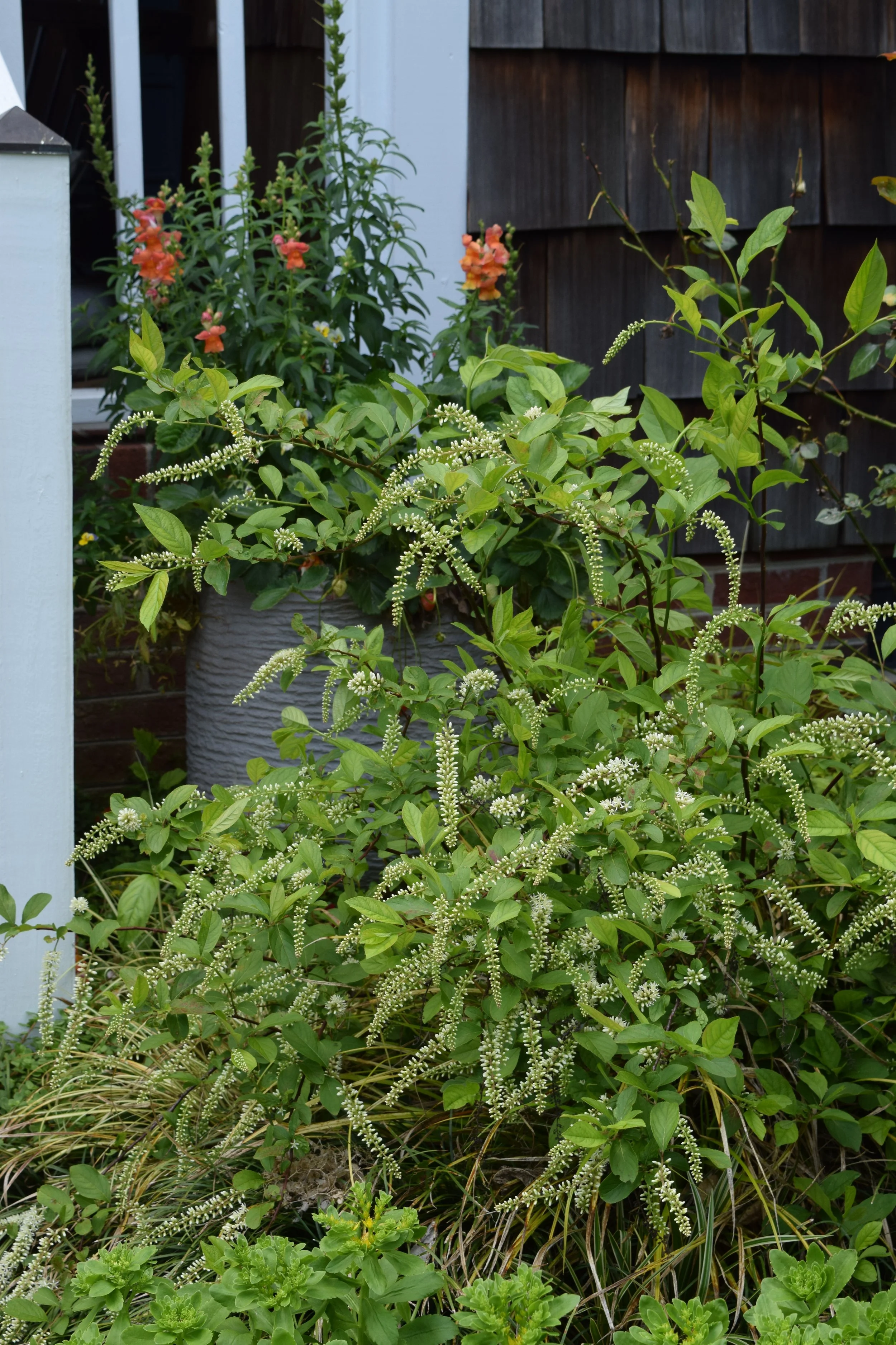 May Garden Pictures 2023 — Brie Grows