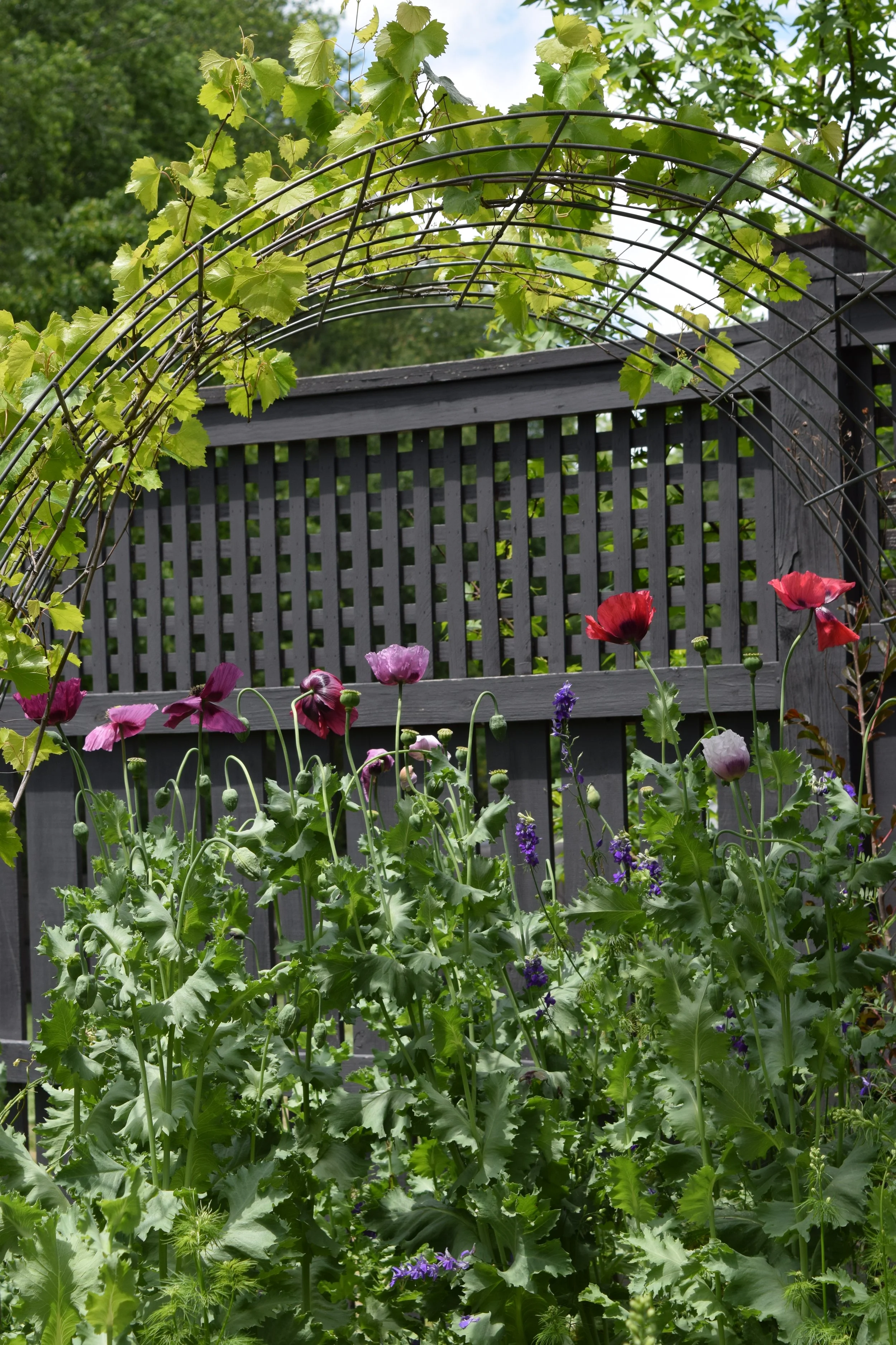 May Garden Pictures 2023 — Brie Grows