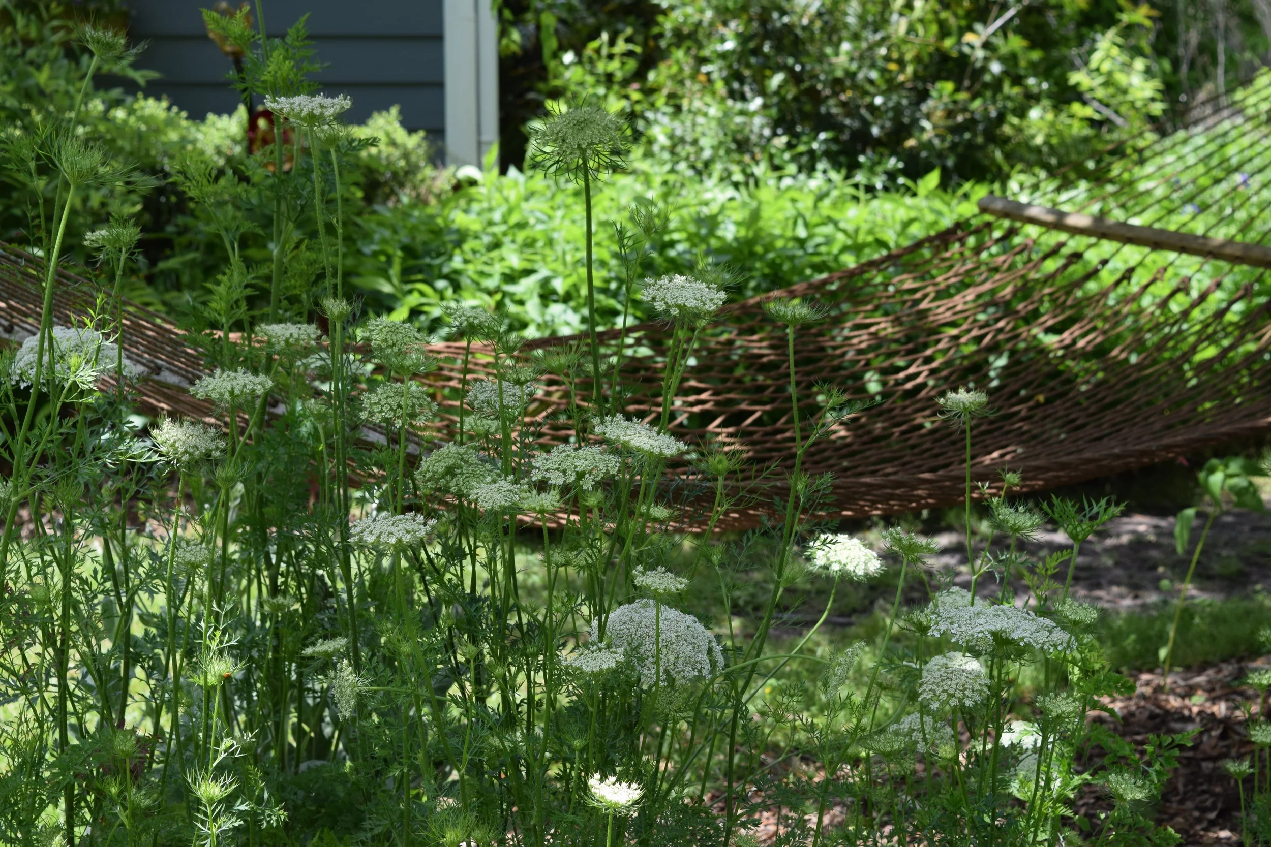 May Garden Pictures 2023 — Brie Grows