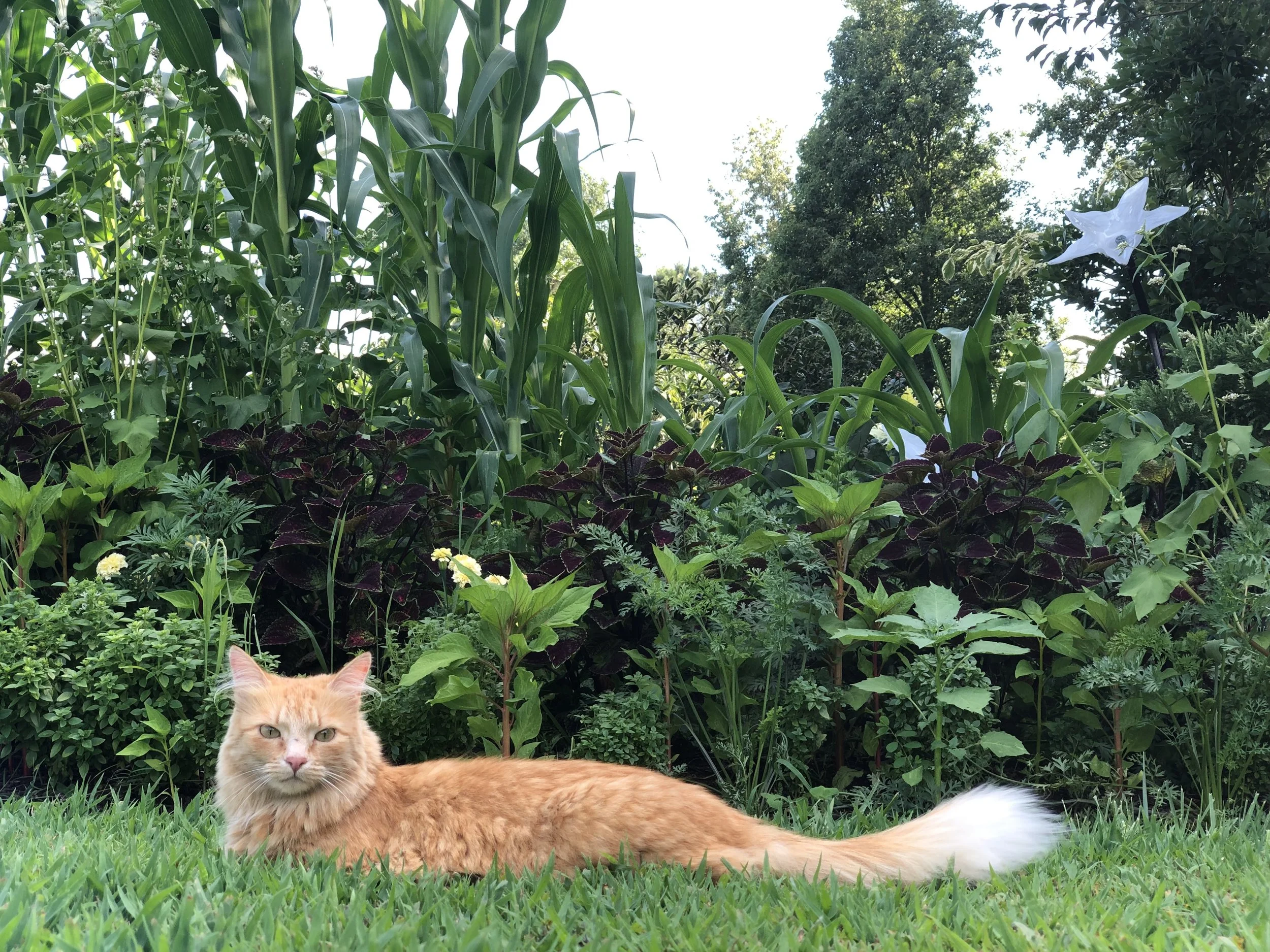 Garden Cats — Brie Grows