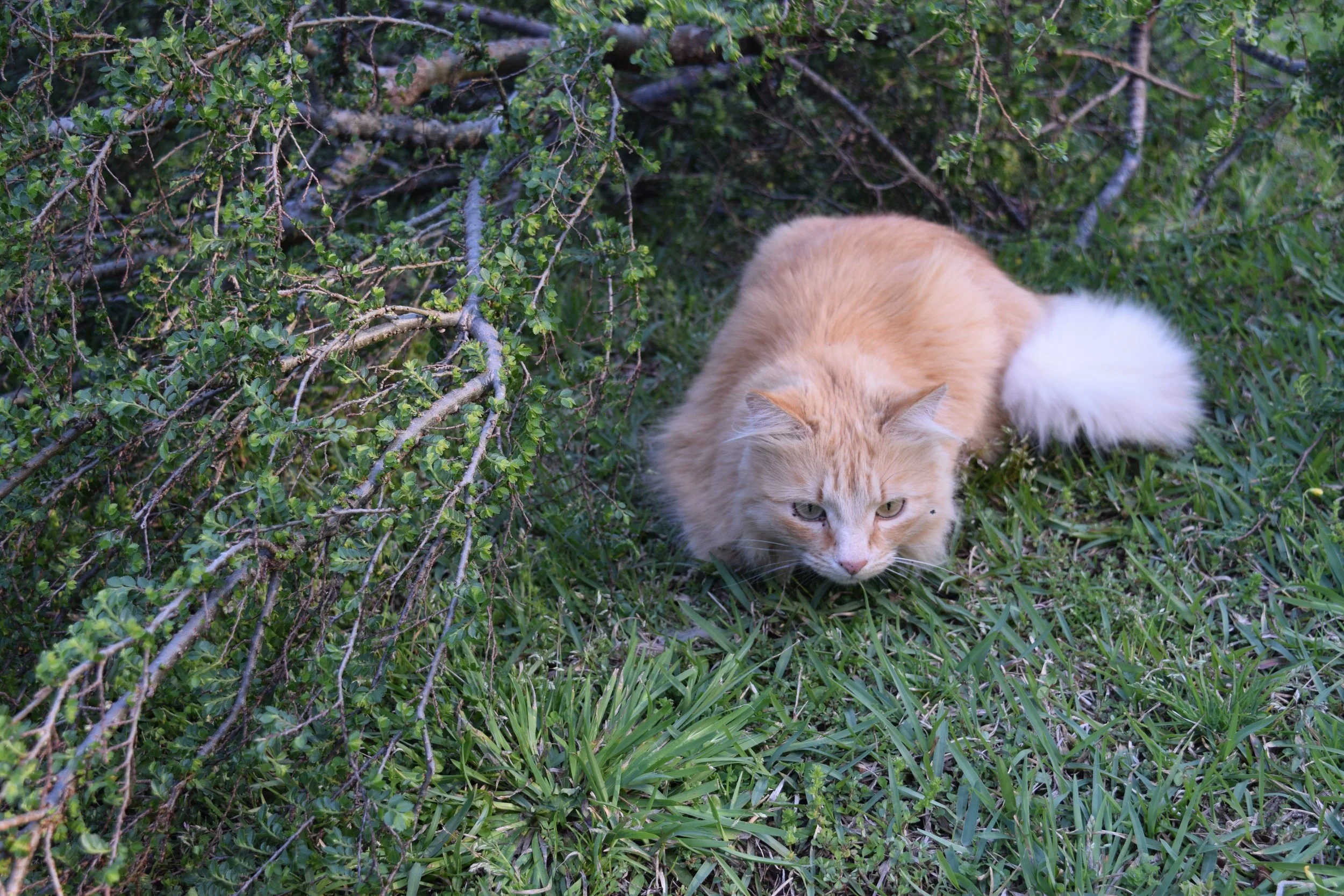 Garden Cats — Brie Grows