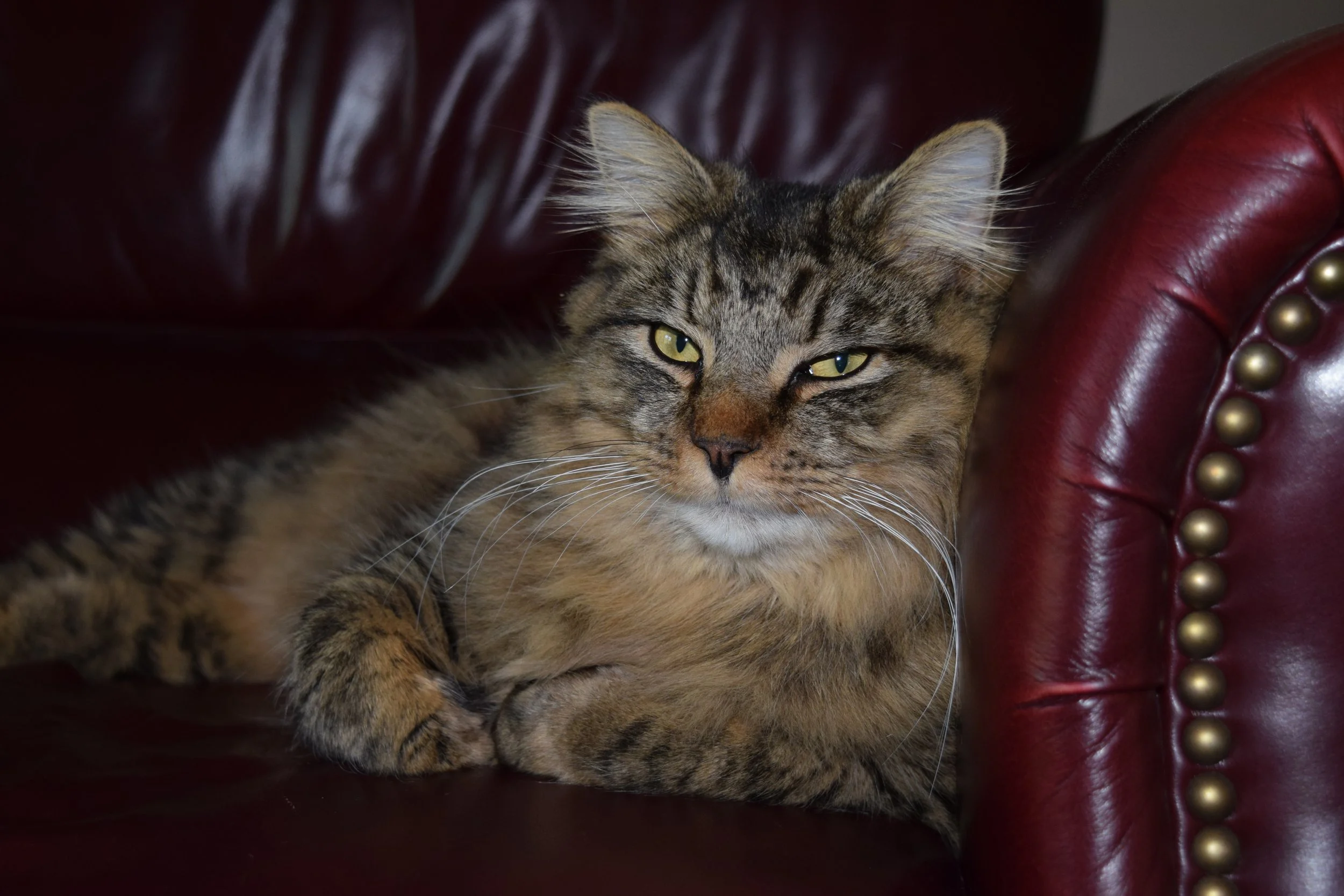 Garden Cats — Brie Grows