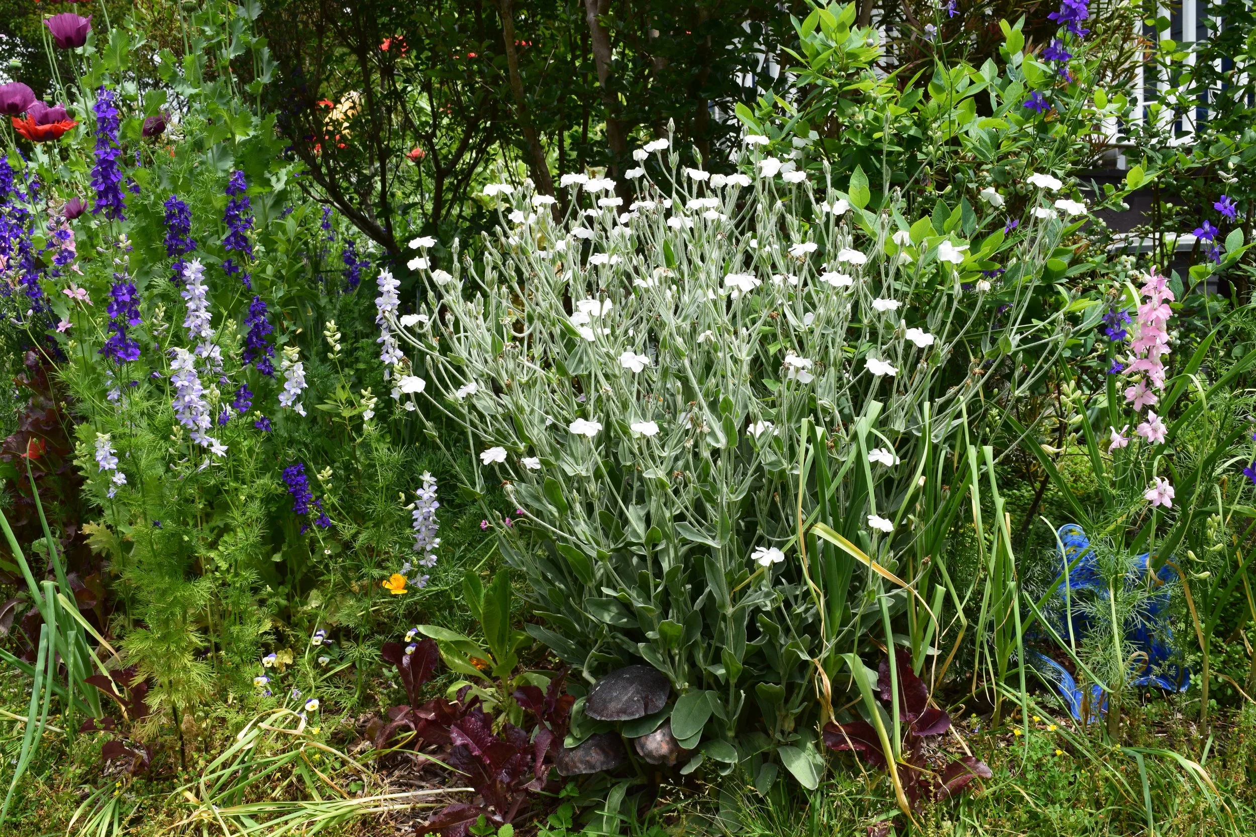 2023 Spring Open Garden Highlights by Callie the Photographer — Brie Grows