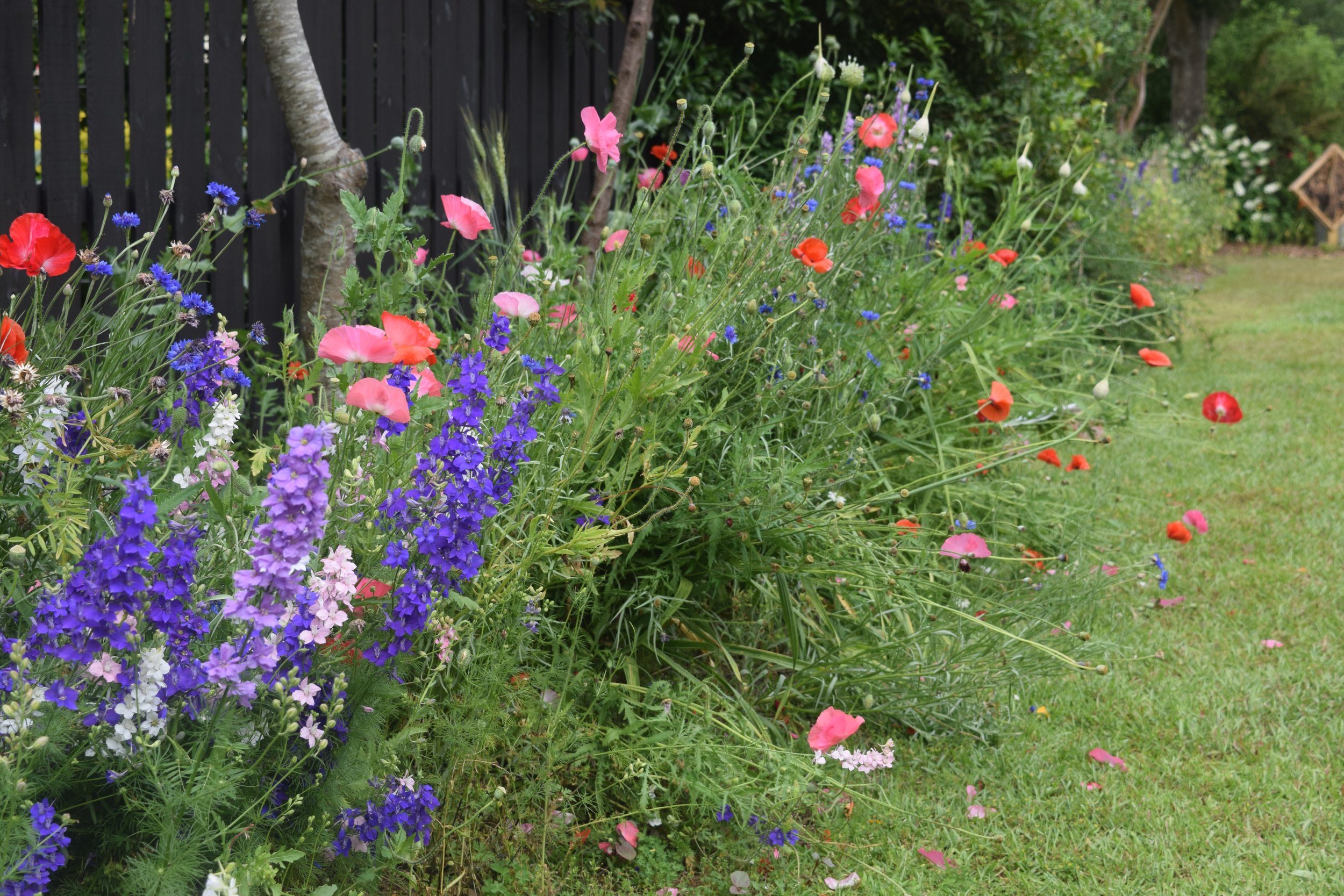 May Garden Pictures 2023 — Brie Grows