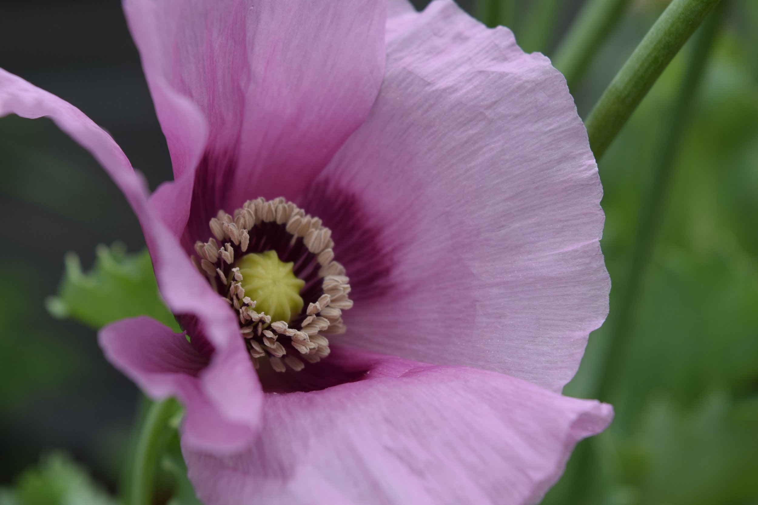 Brie Grows: Practical Gardening Advice