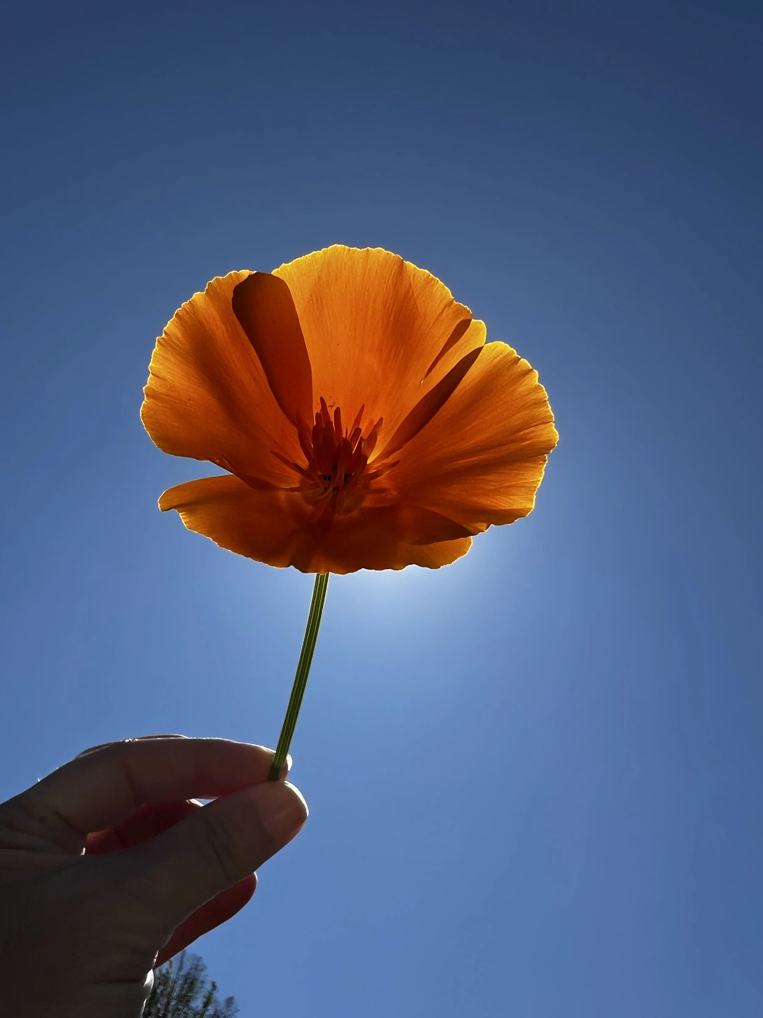 Spring 2024 — Brie Grows