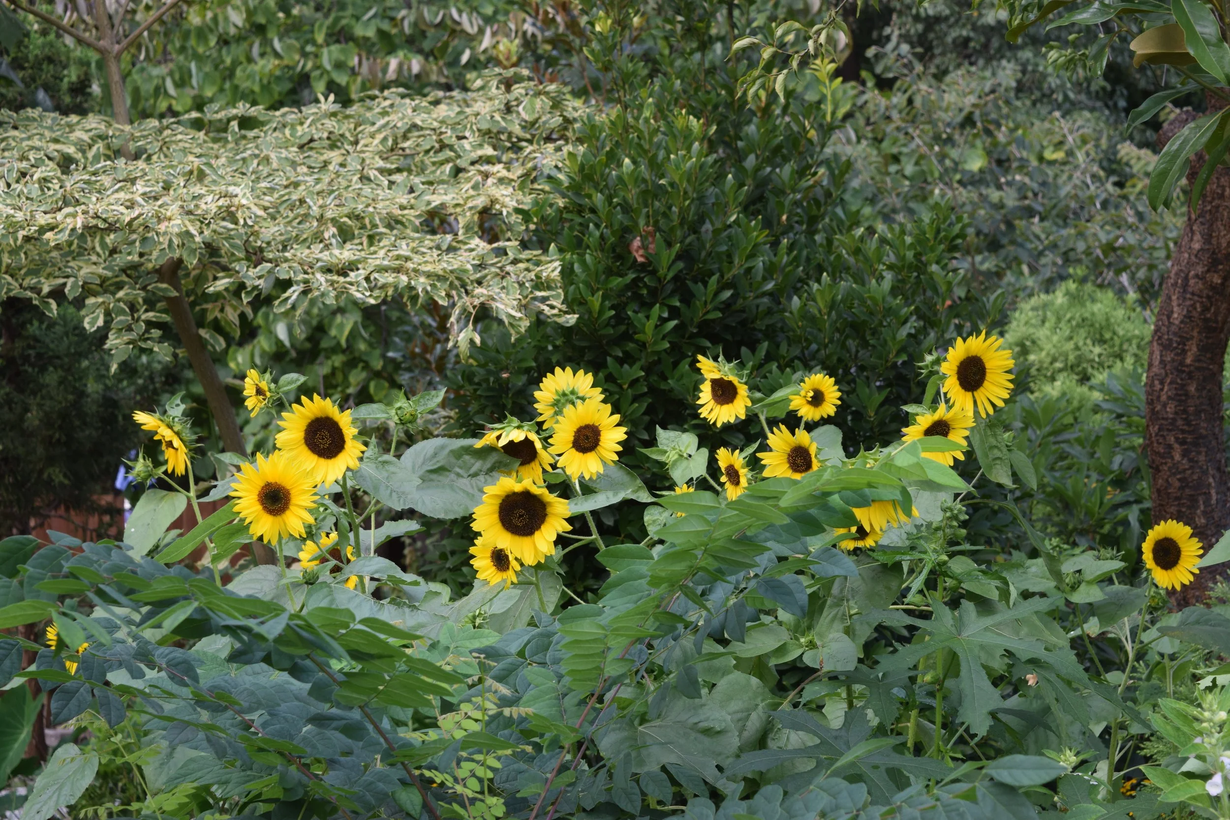Brie Grows: Practical Gardening Advice