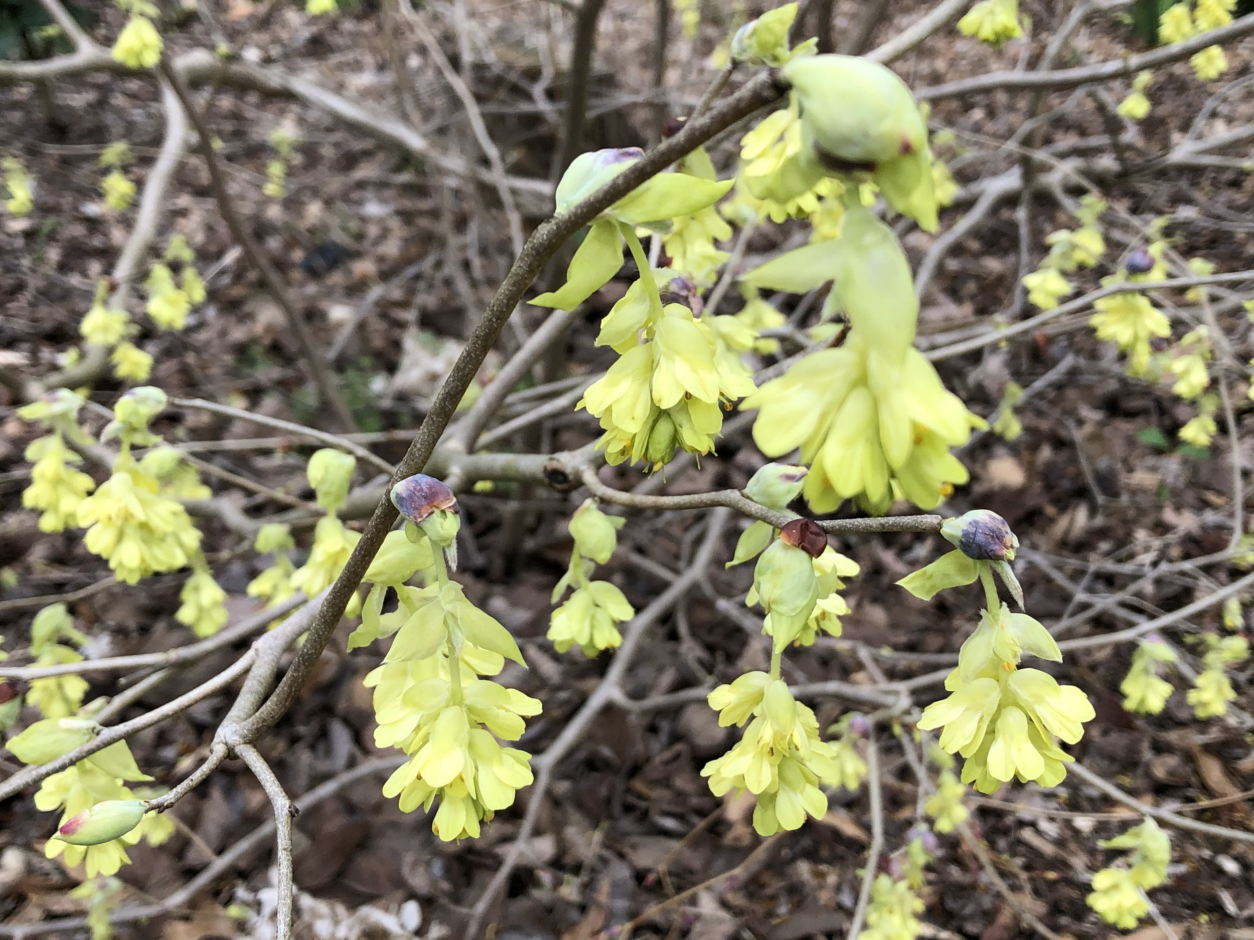 Growing Winter Hazel — Brie Grows