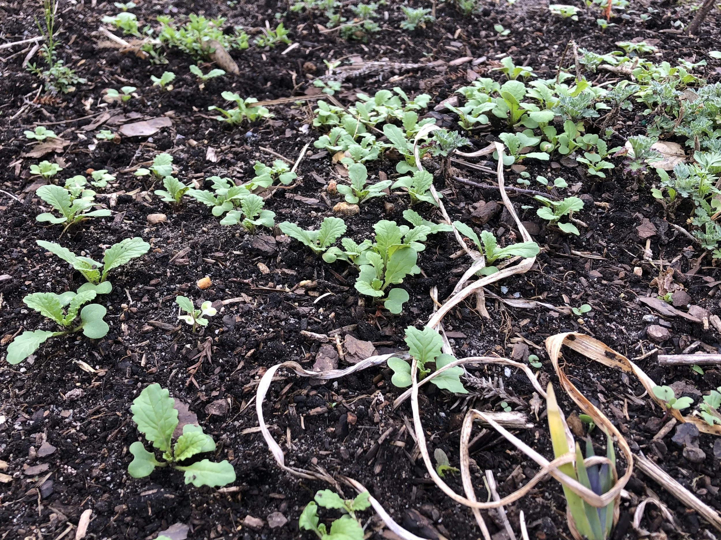 How to Grow a Cottage Garden From Seed — Brie Grows