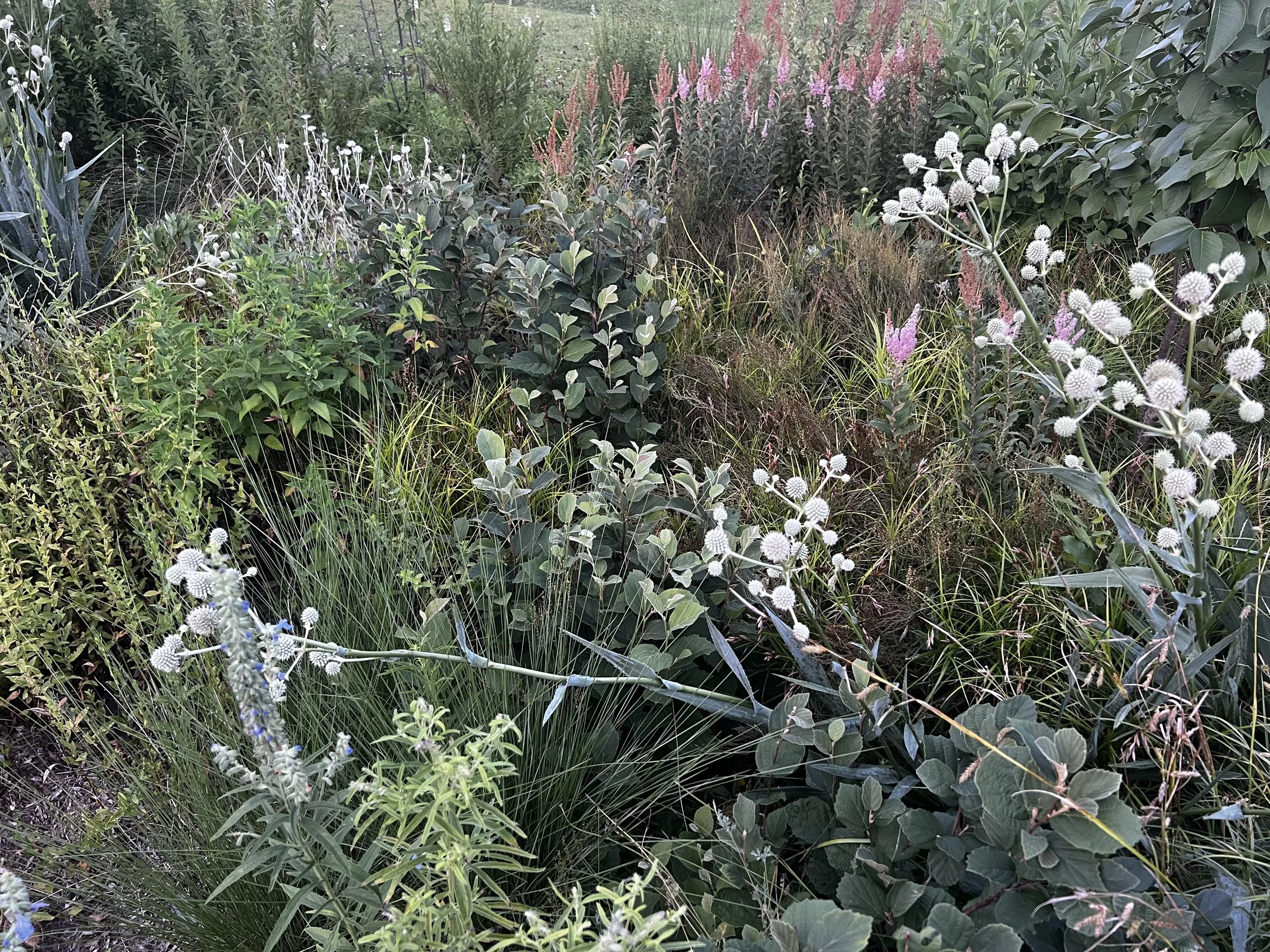 Brie Grows: Practical Gardening Advice