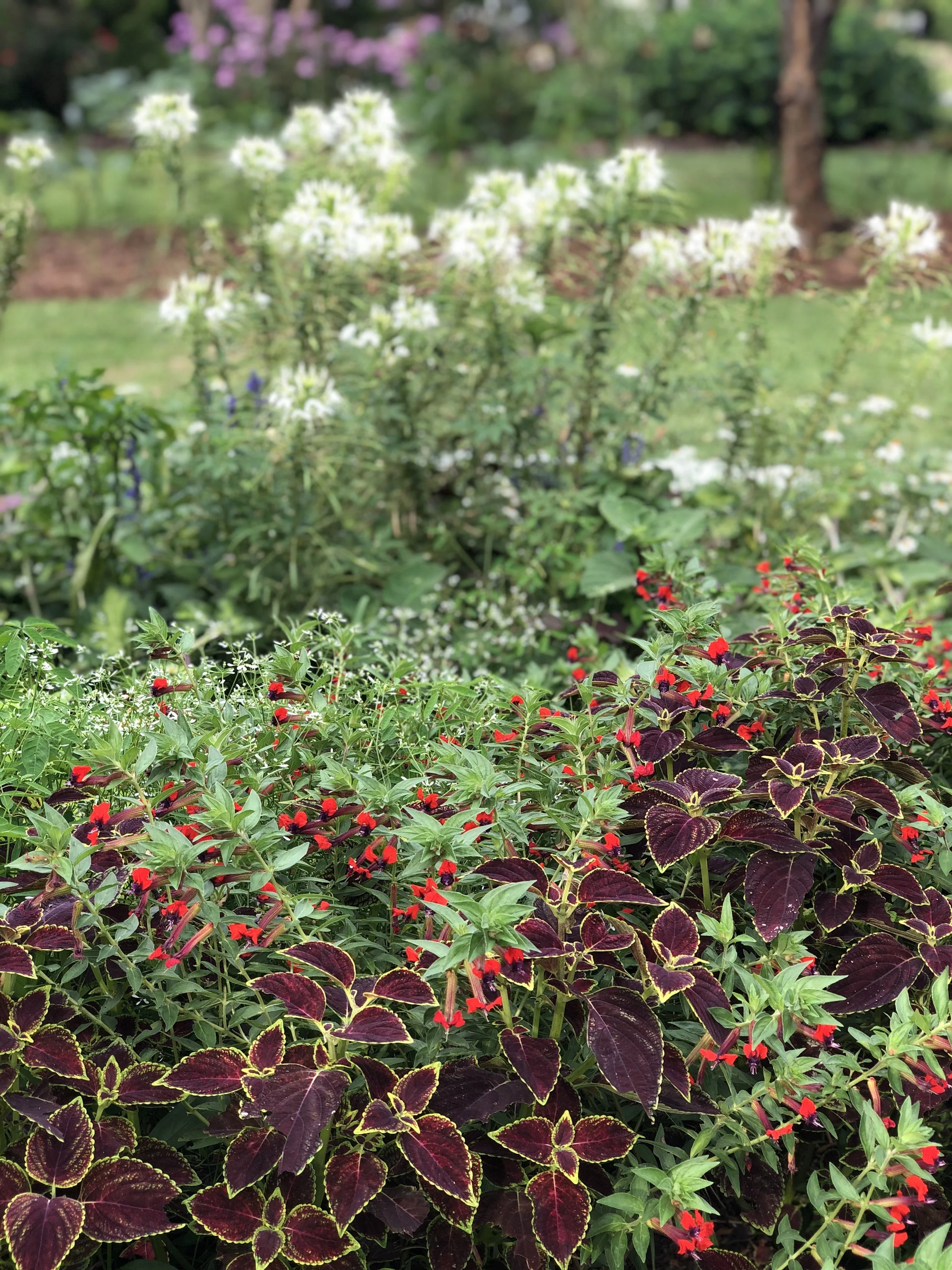 Summer Sip and Stroll — Brie Grows