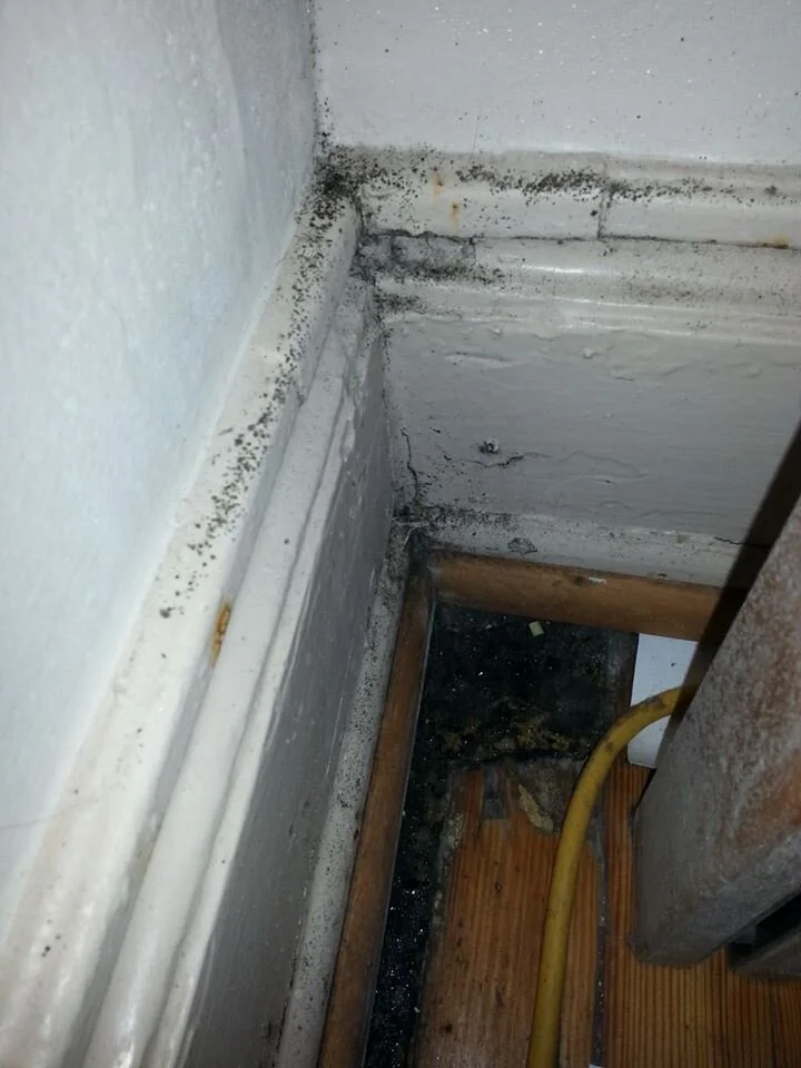 Arrow Service Team | Mold Removal and Repair