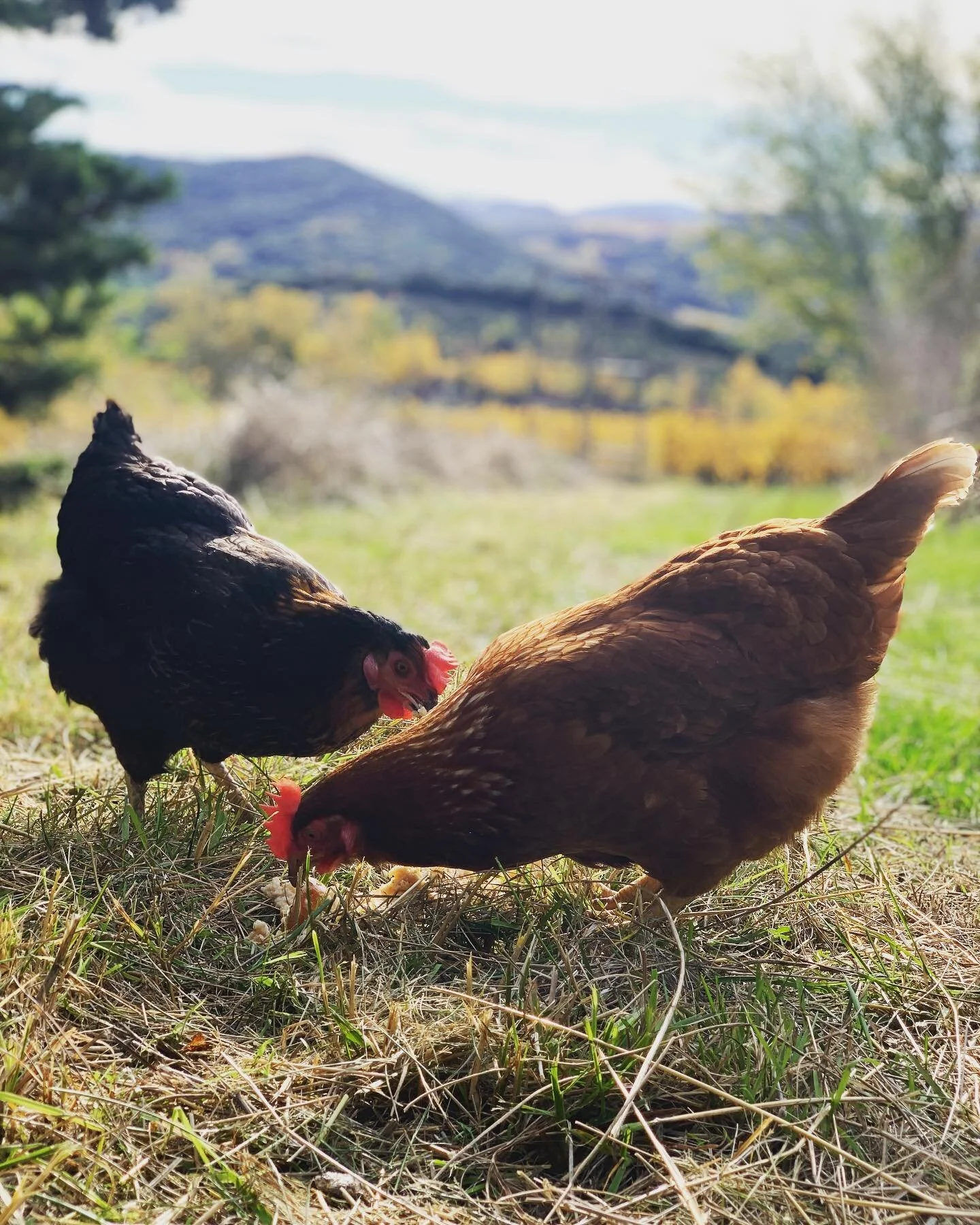 EN | — Domaine de Capies