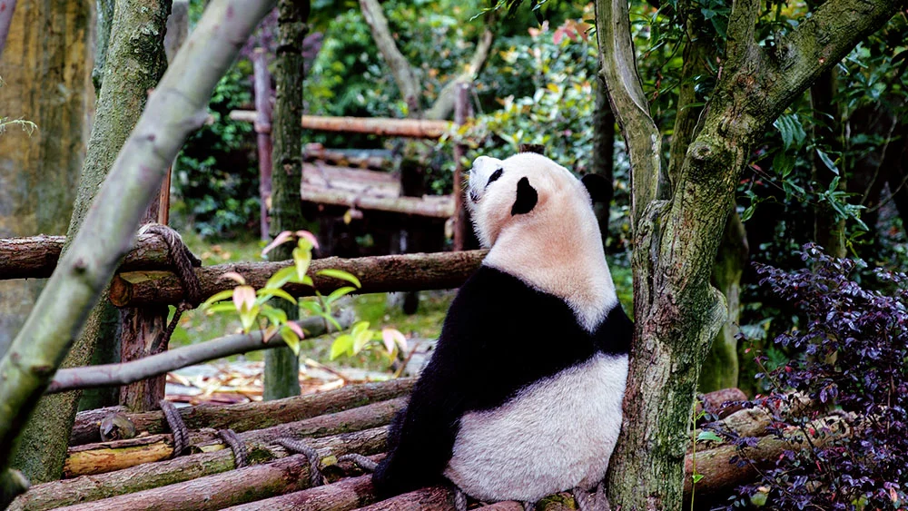Power Under Control: A Panda’s Lesson in Humility