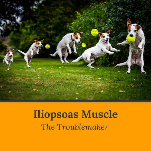 Can Dogs Pull Groin Muscles