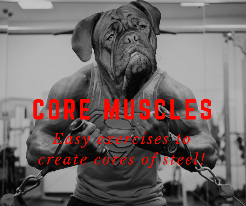 Strengthen your dog's core muscles! — CANINE WORKS