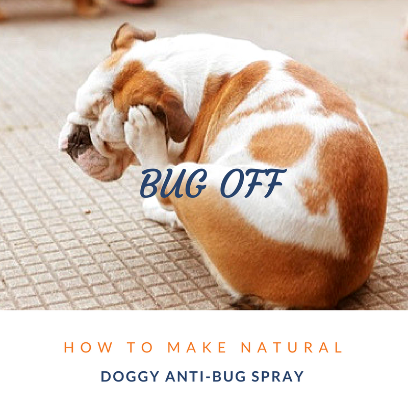 BUG OFF : How to make natural anti-bug spray for dogs — CANINE WORKS