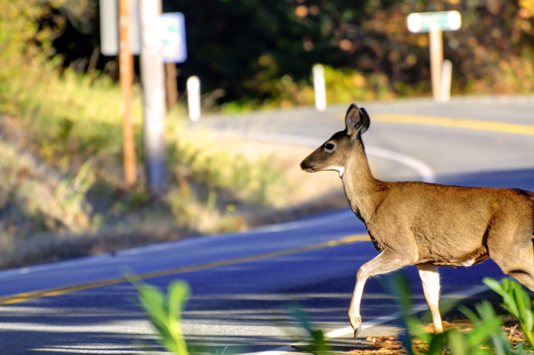 Drivers Beware…It’s Deer Season! — Lancer Insurance
