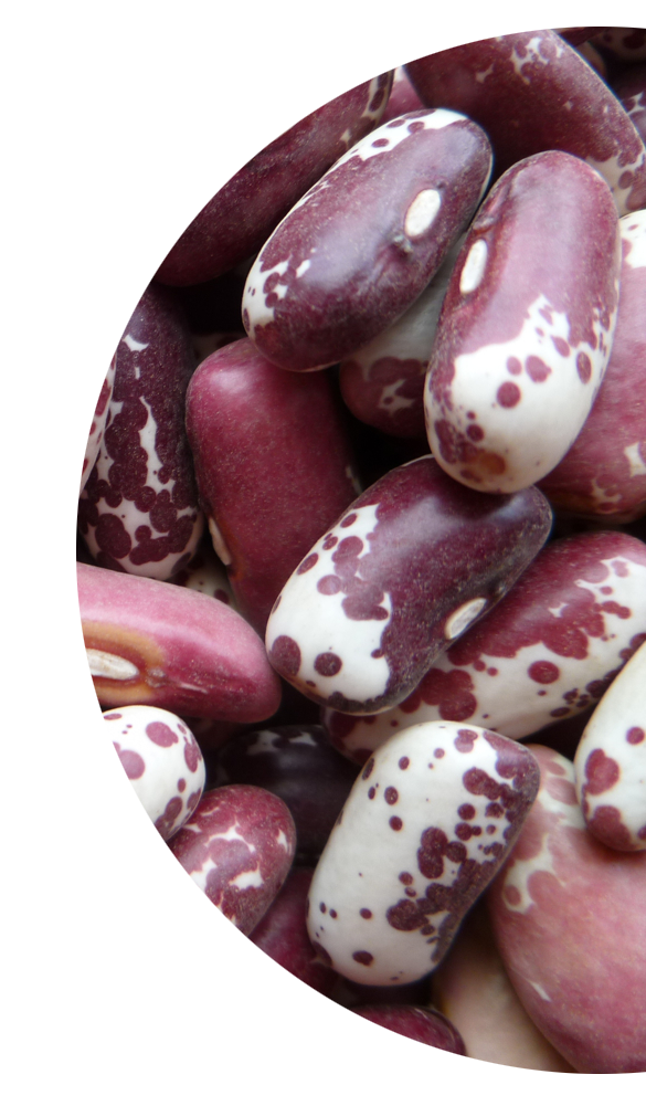 Jacob’s Cattle Bean Stew — Kingdom Preppers