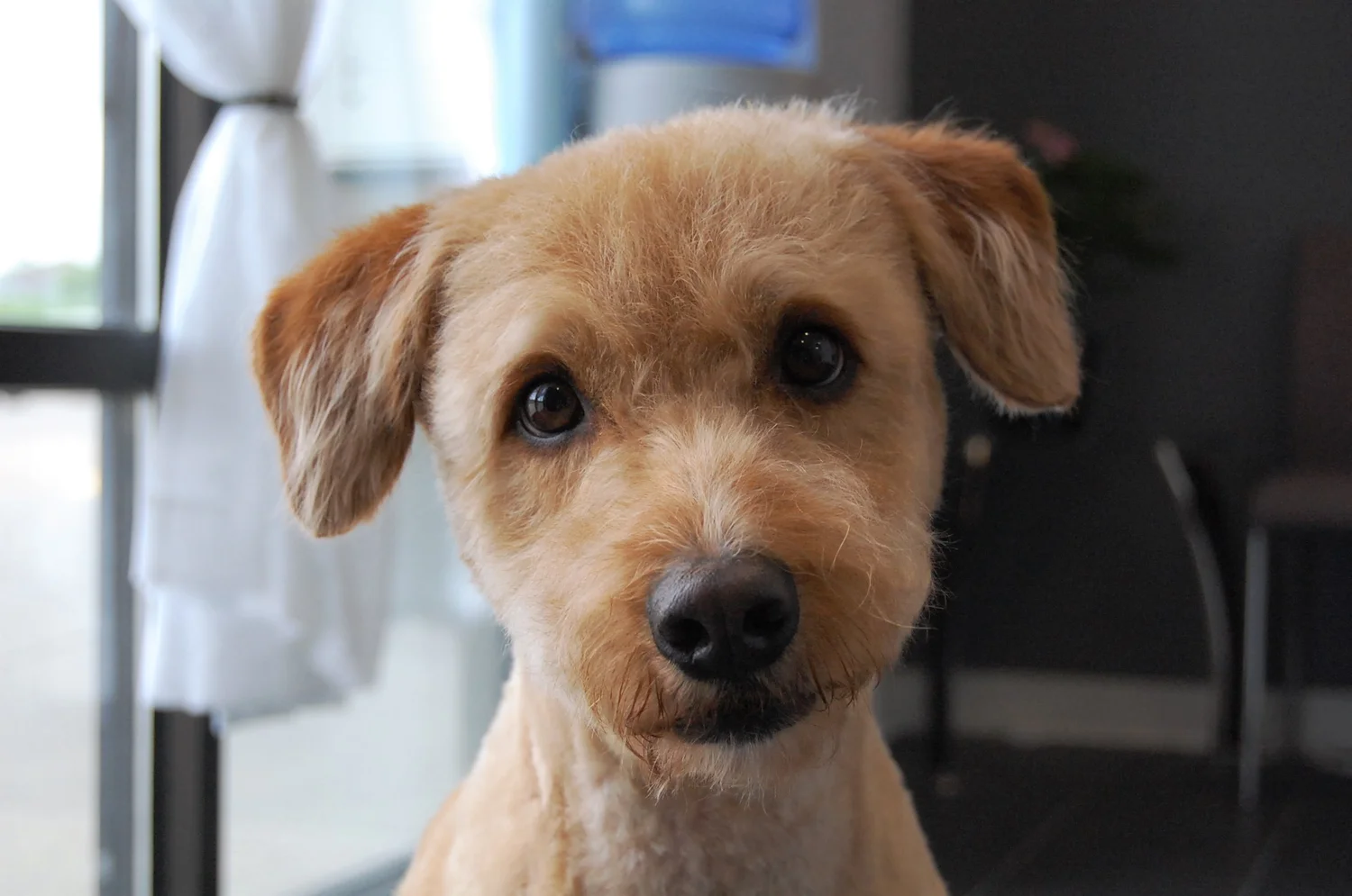 Lincoln Pet Parlor