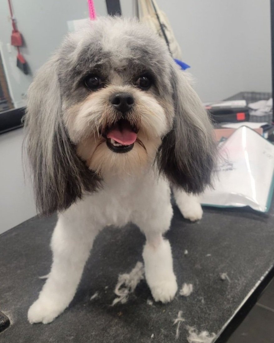 Groomers — Lincoln Pet Parlor