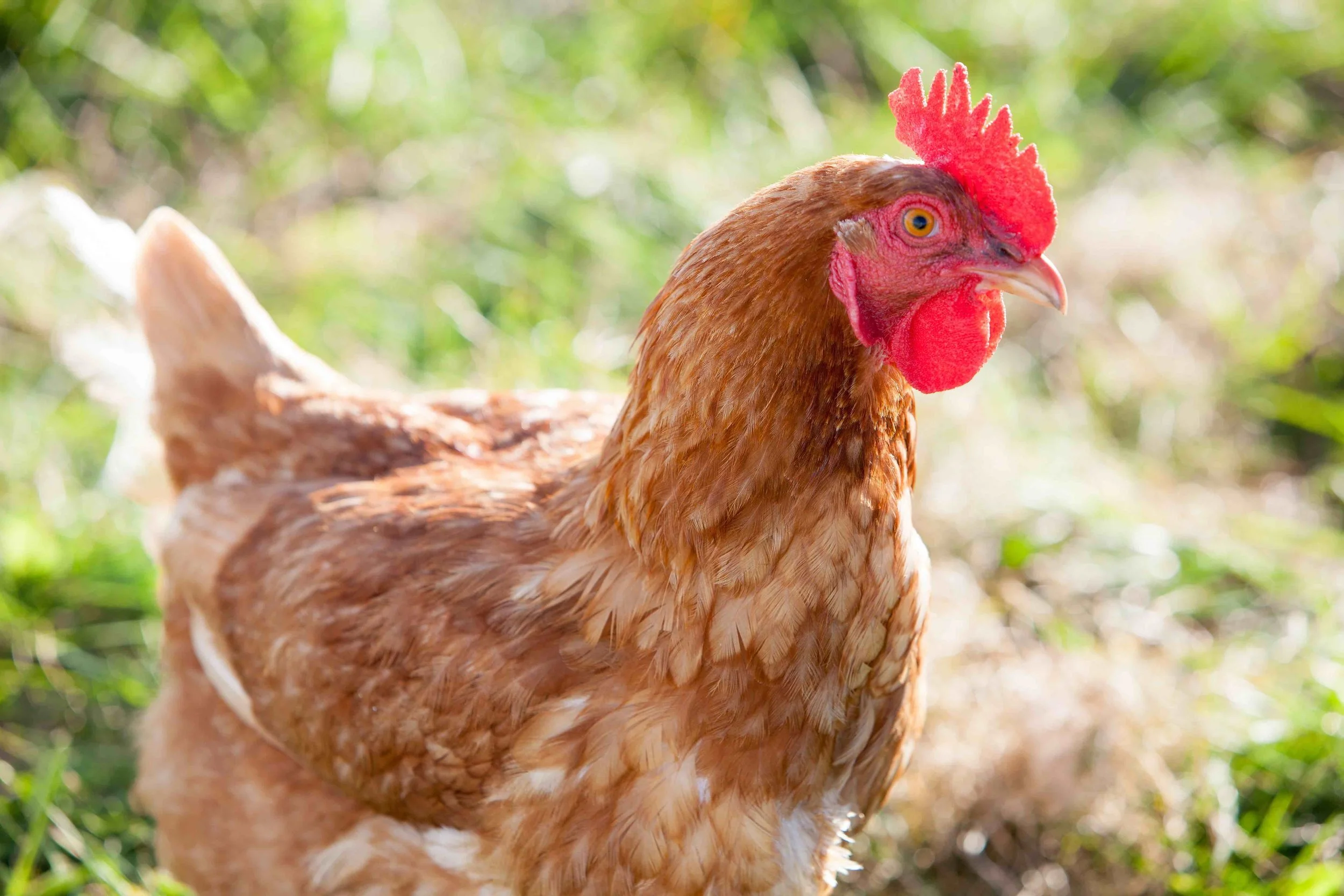 Livestock — Double Z Land & Livestock