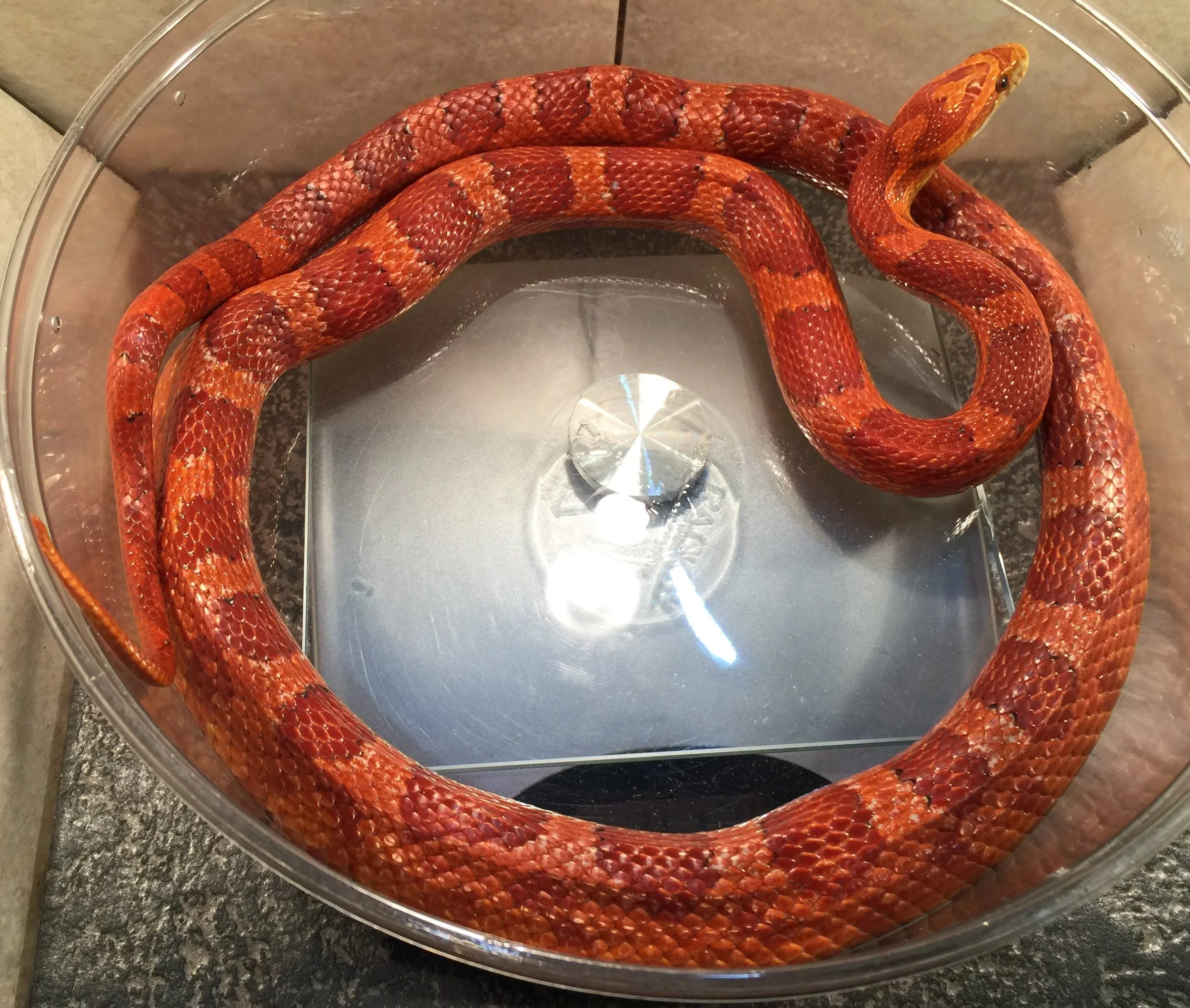 Amel Corn Snake