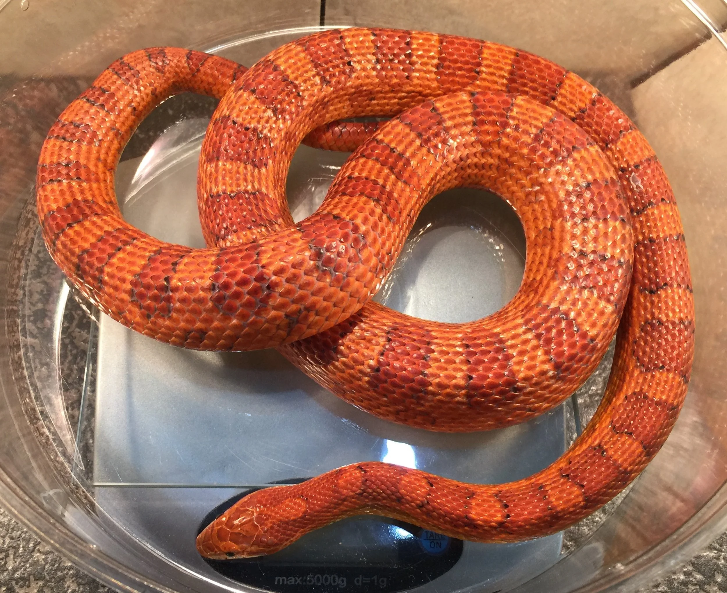 Strawberry Snow Corn Snake