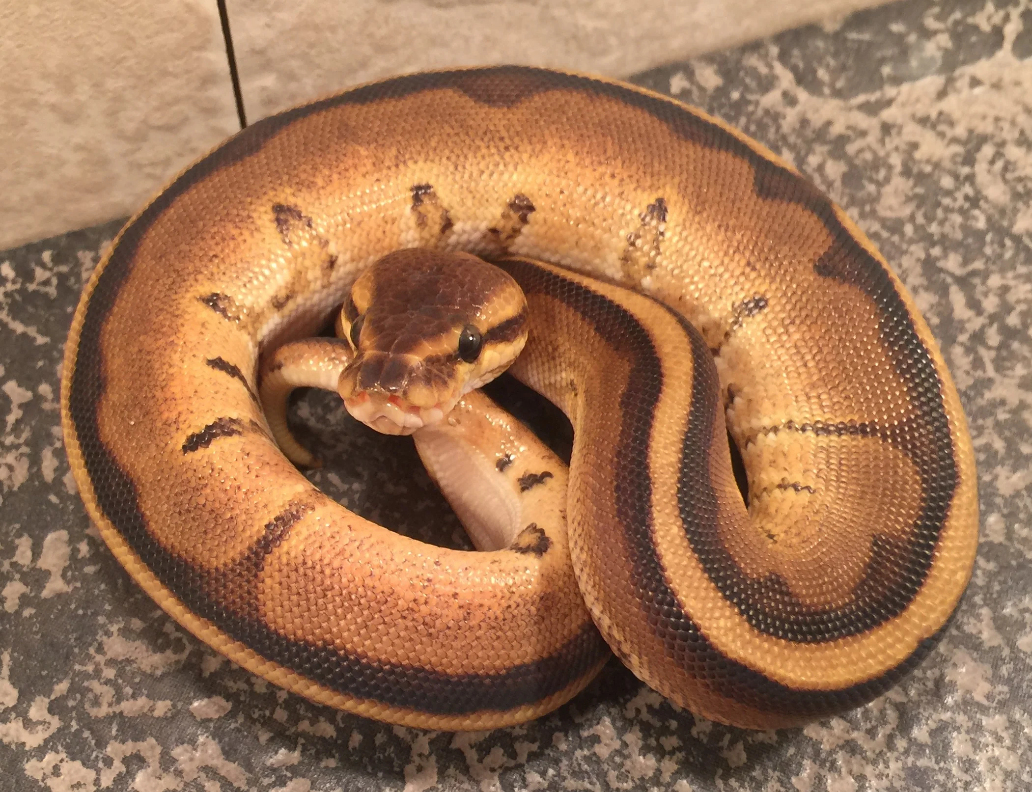 Red Axanthic Genetic Stripe Ball Python