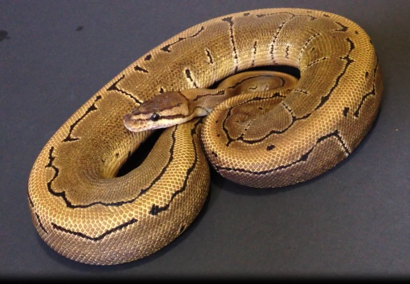 Axanthic Pinstripe Ball Python