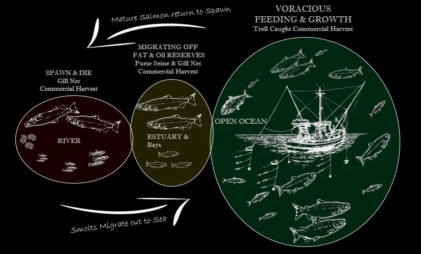 Premium Grade — KELLY'S FRESH FISH
