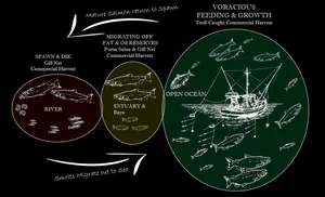 Premium Grade — KELLY'S FRESH FISH