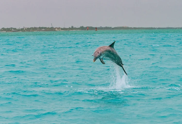 The Top Florida Keys Activities: Experiences Not to Be Missed On Your ...