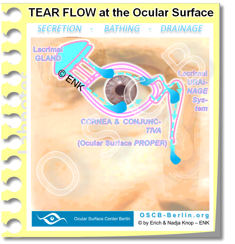 DEEPER INSIGHT into ... The ANATOMICAL UNIT — Ocular Surface Center Berlin