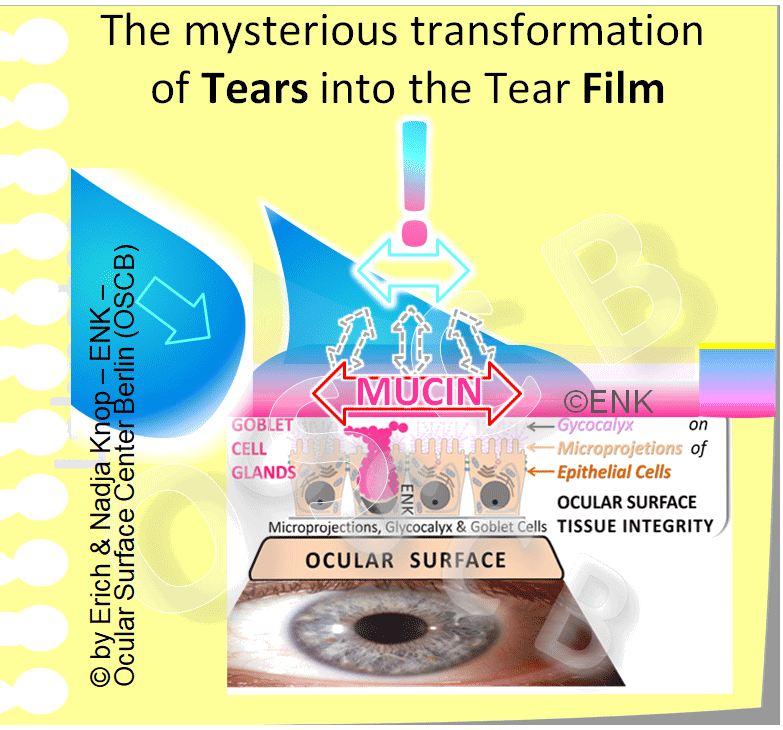 Tears & Tear Film — Ocular Surface Center Berlin
