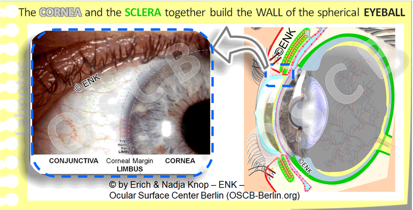Eye Anatomy Limbus