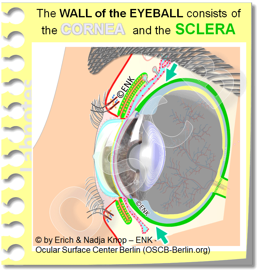 The CORNEA — Ocular Surface Center Berlin