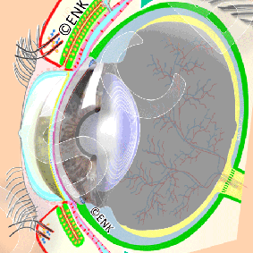 The CORNEA — Ocular Surface Center Berlin